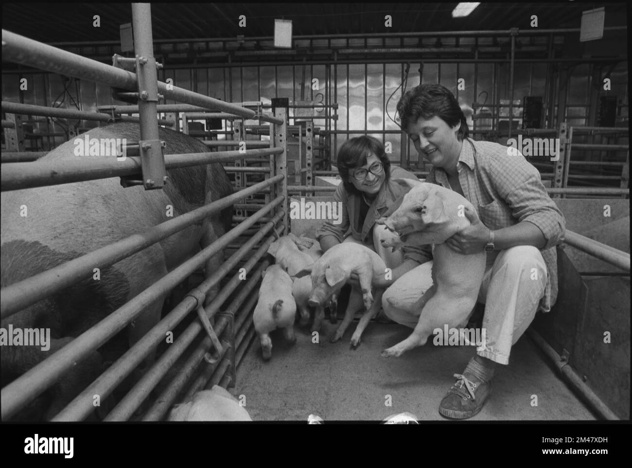 ***SEPTEMBER 1985 FILE PHOTO*** For more than two years now, the pig ...