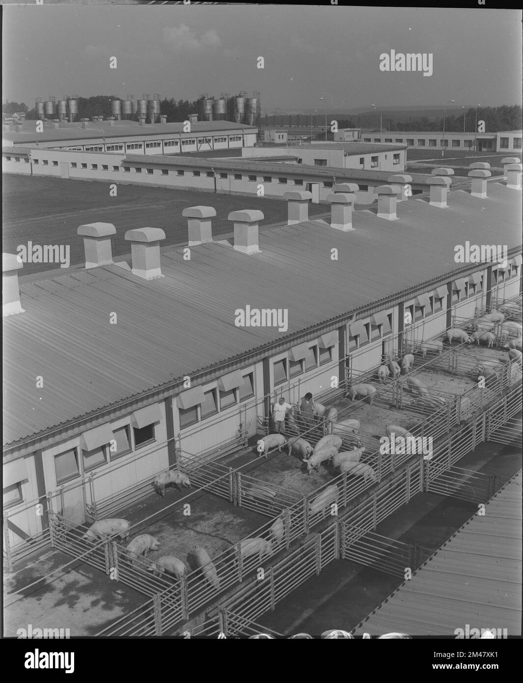 ***SEPTEMBER 1985 FILE PHOTO*** For more than two years now, the pig ...