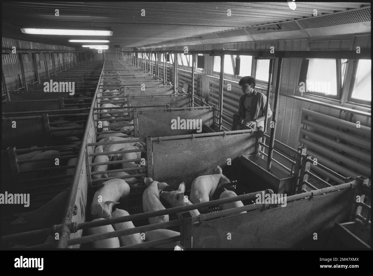 ***SEPTEMBER 1985 FILE PHOTO*** For more than two years now, the pig ...