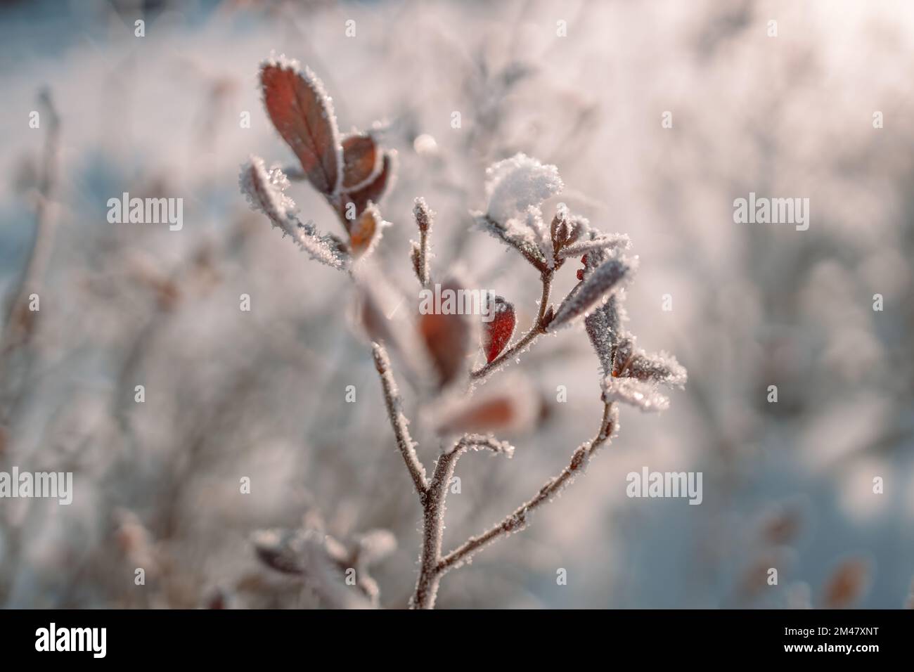 Frosty nature background. Winter landscape with frozen grass Stock ...