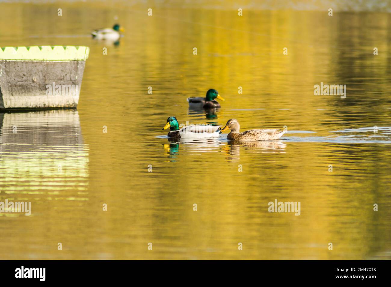 Wild ducks in their natural environment, in the autumn cold water of ...