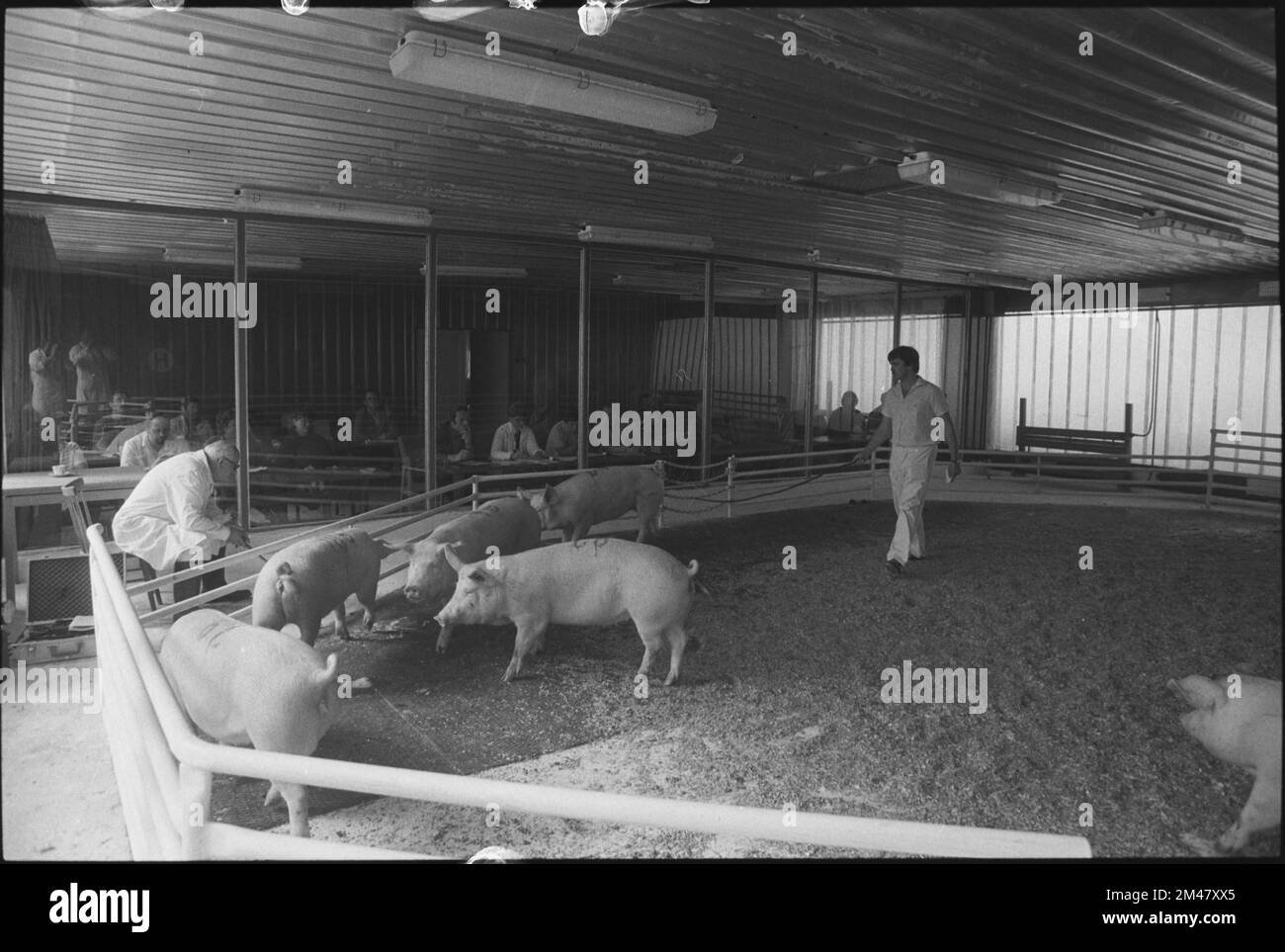***SEPTEMBER 1985 FILE PHOTO*** For more than two years now, the pig ...