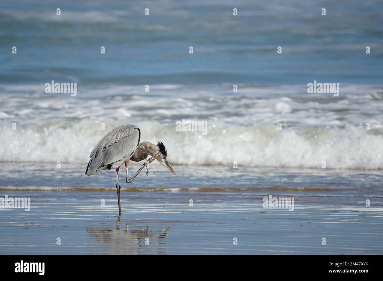 A great blue heron bird scratching its head at the beach Stock Photo ...