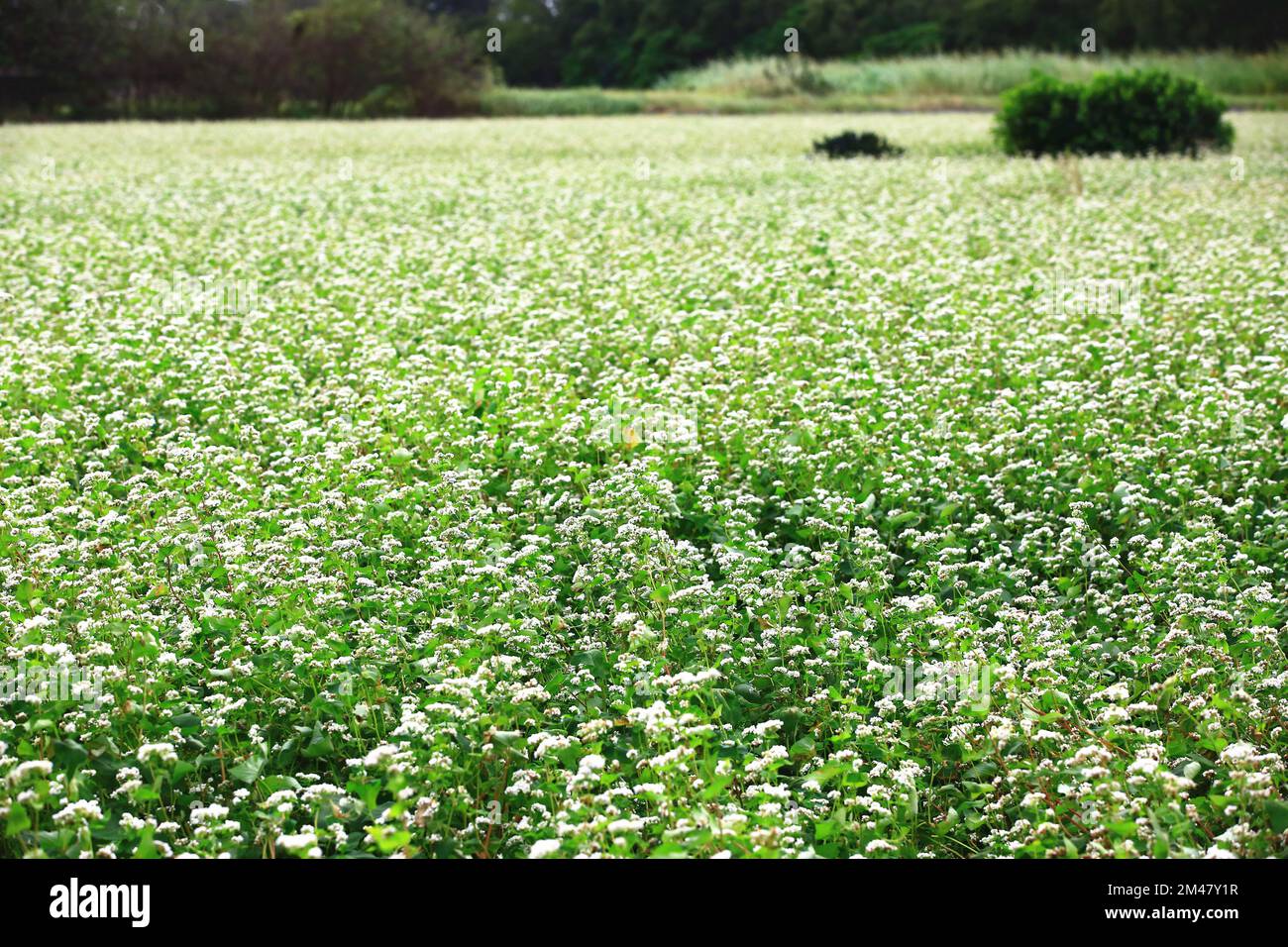 landscape of Buckwheat flowers field,many beautiful white Buckwheat ...