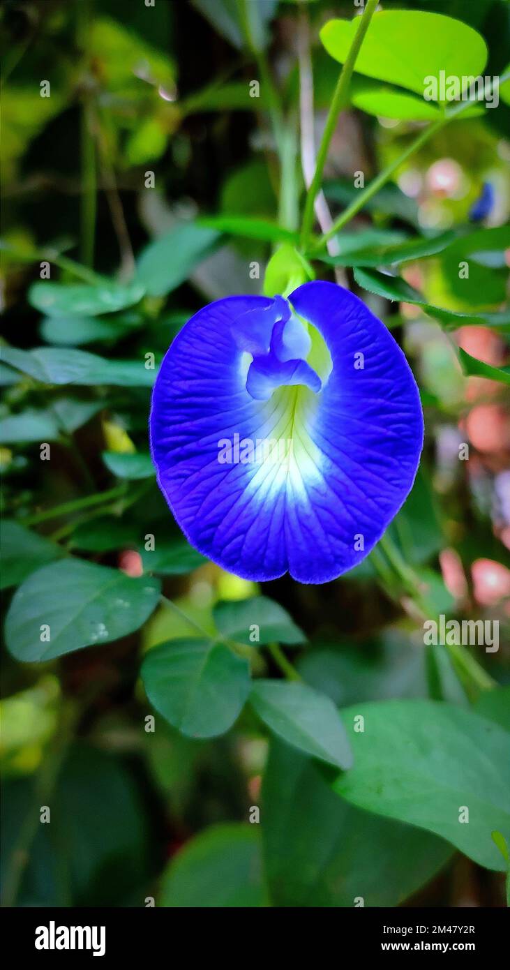 Asian pigeonwings flower hi-res stock photography and images - Alamy