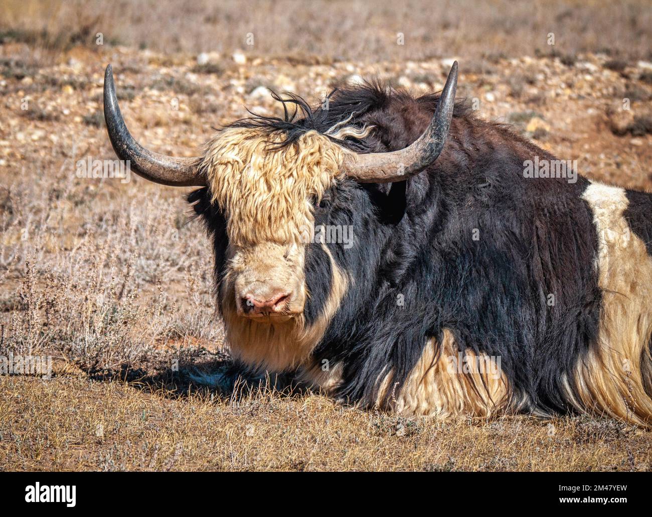A furry Highland Cow rests in a pasture at 9,000 feet elevation in ...