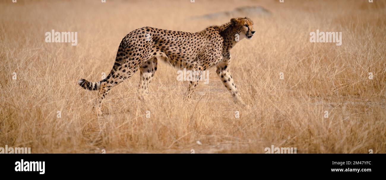 Isolated cheetah over yellow spikes, profile Stock Photo - Alamy