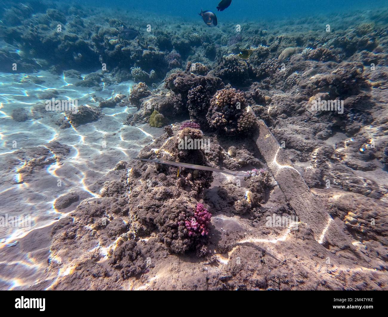 Close up view of tropical bluespotted cornet fish, smooth cornet fish ...