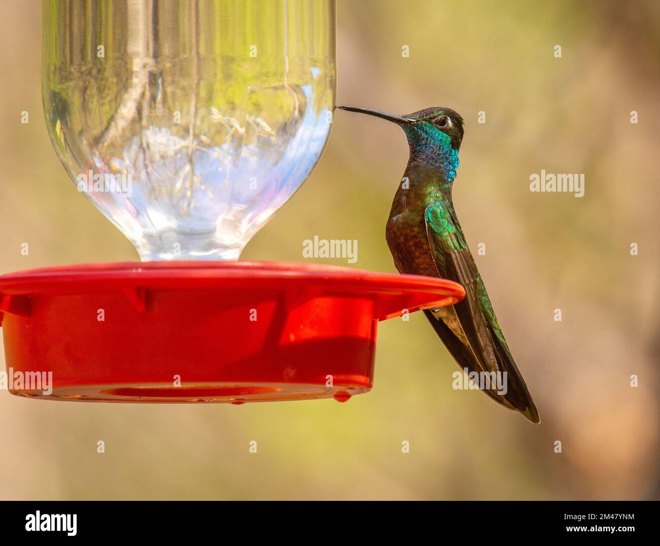 A beautiful Rivoli's Hummingbird perches on the side of a hummingbird ...