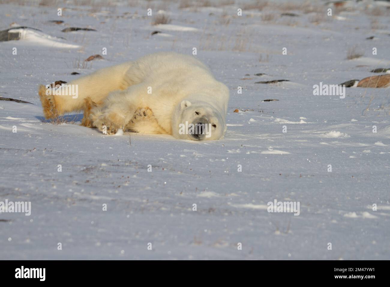 A polar bear rolling around and playing in the snow, near Hudson Bay ...