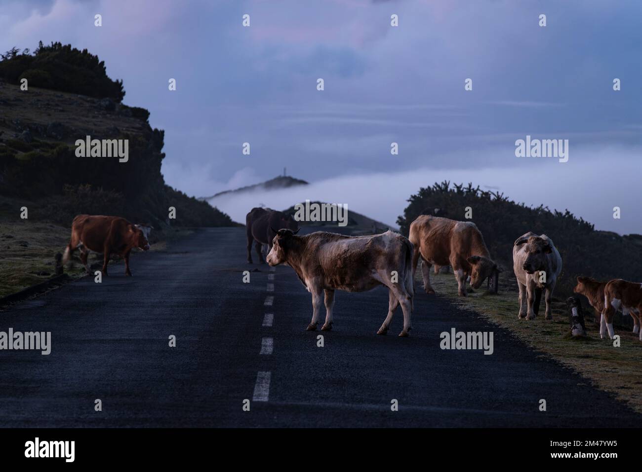 Madeira road hi-res stock photography and images - Alamy