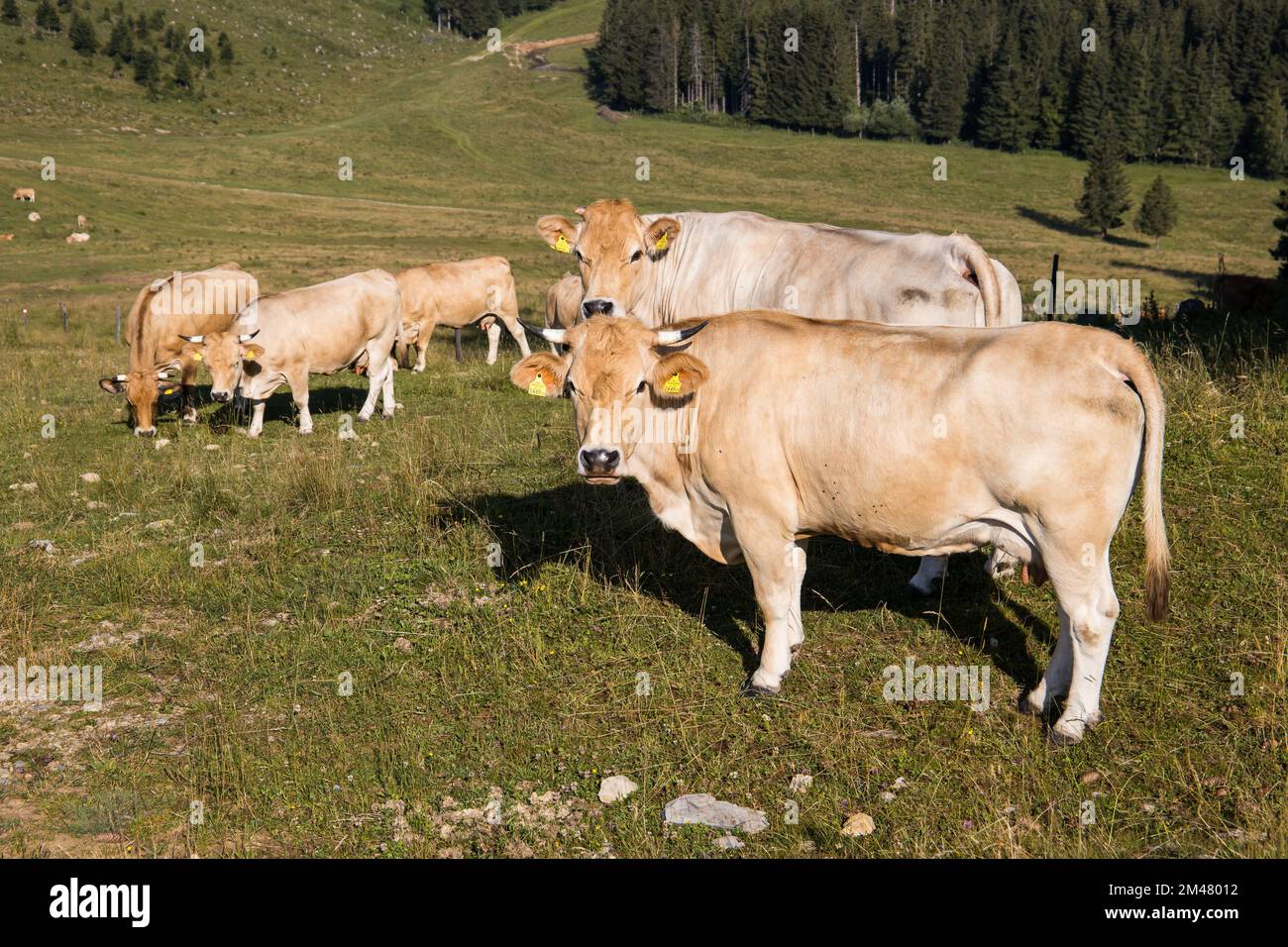 The Murnau-Werdenfels Cattles (Bos taurus) grazing in the green field ...