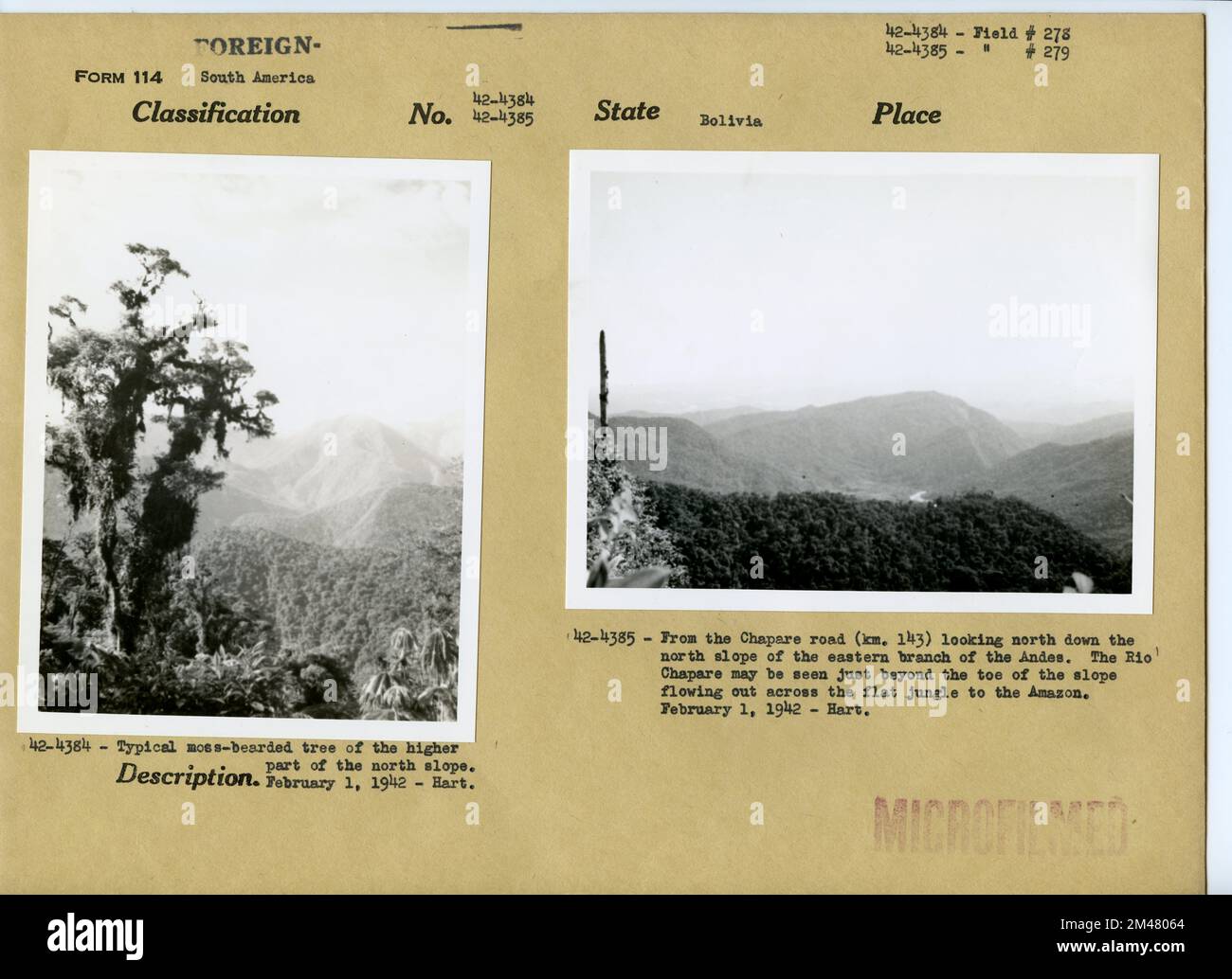 Typical moss-bearded tree of the higher part of the north slope; From ...