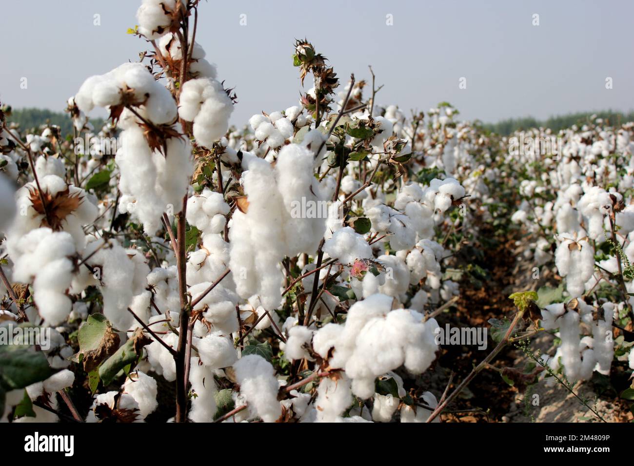 Cotton field farm in Uzbekistan Stock Photo - Alamy