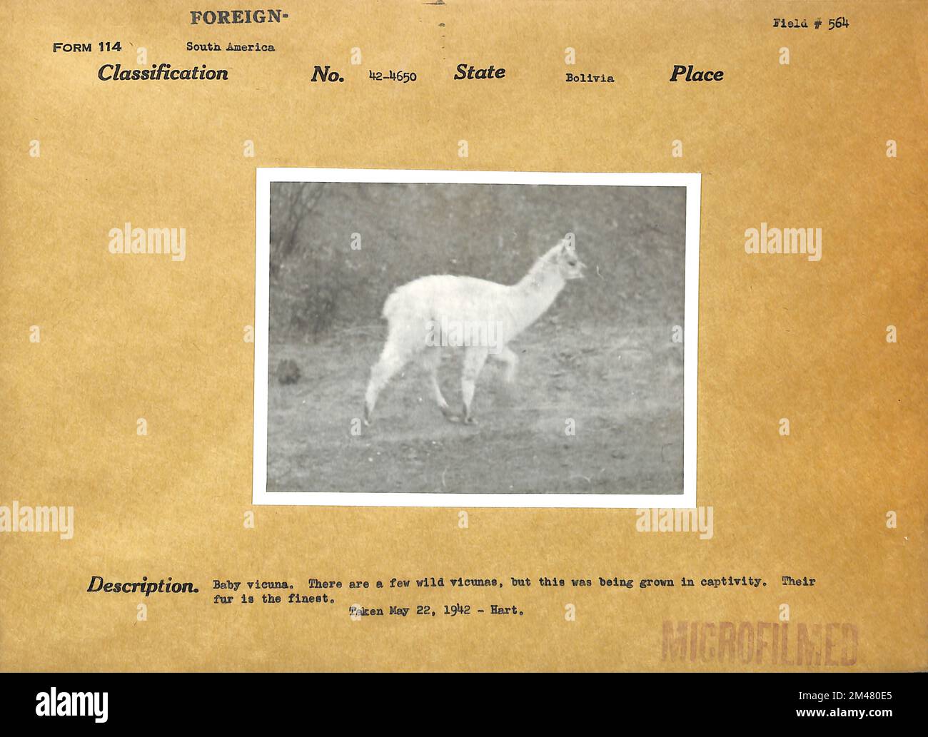 Baby Vicuna. Original caption: Baby Vicuna: Photo by Hart. State ...