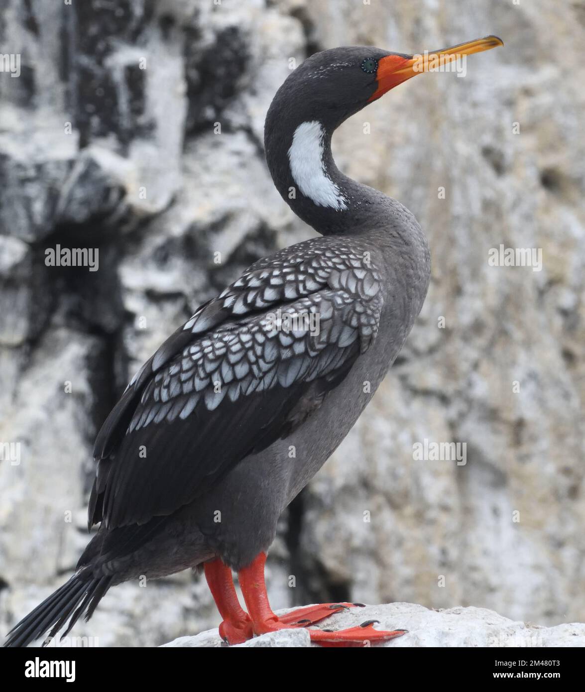Guano and peru and cormorant hi-res stock photography and images - Alamy