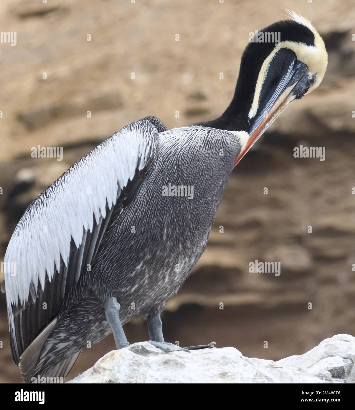 Peruvian pelicans (Pelecanus thagus) on the guano covered rocks of La ...