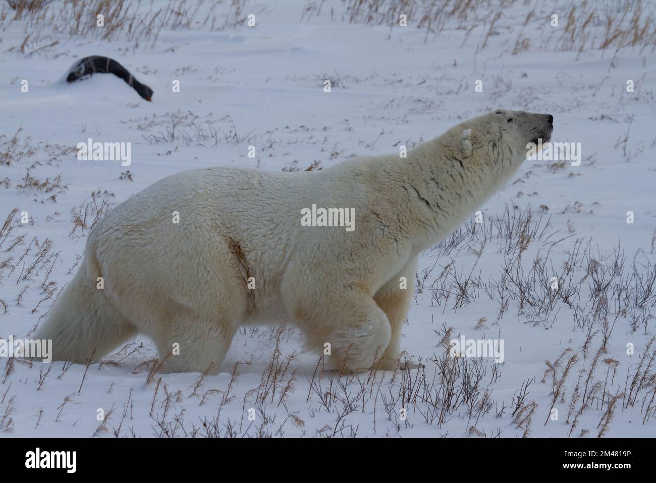 Polar bear, Ursus maritimus, stretching its neck while walking along on ...