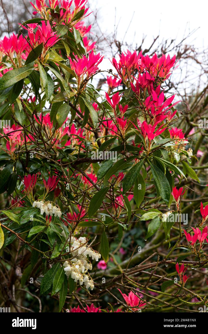 Pieris garden shrub Stock Photo - Alamy