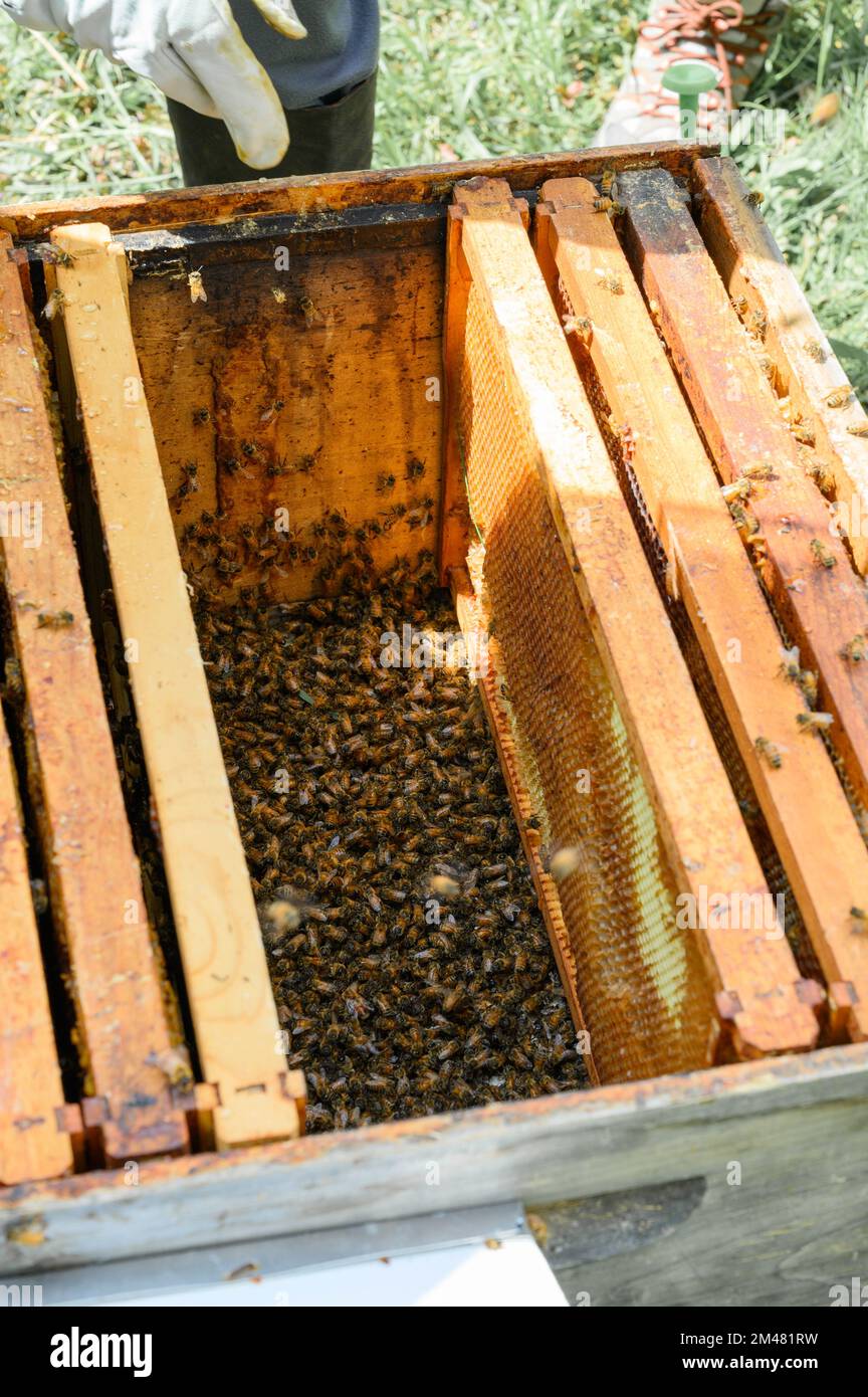 A vertical closeup of a beehive with a colony of honey bees Stock Photo ...