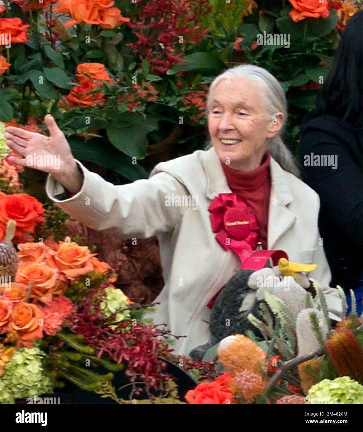 The British primatologist, Jane Goodall (b. 1934) at the Rose Parade in ...