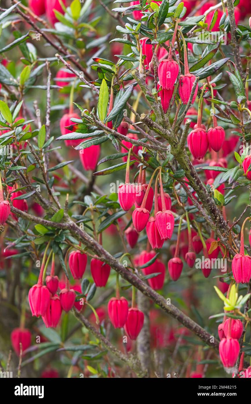 Clusters of bright red crinodendron flowers Stock Photo - Alamy