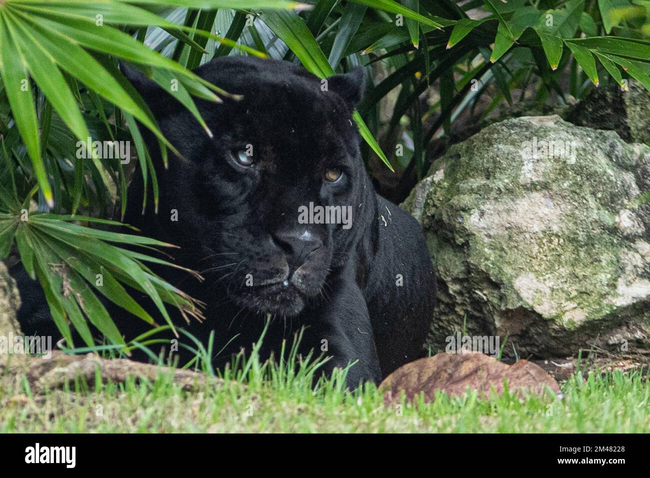 A Black Panter seen resting in their habitat inside the Xcaret Park Zoo ...