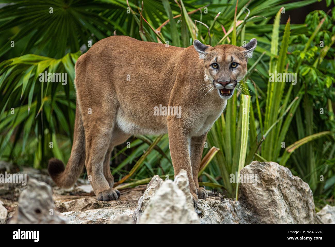 A Puma seen resting in their habitat inside the Xcaret Park Zoo Stock ...