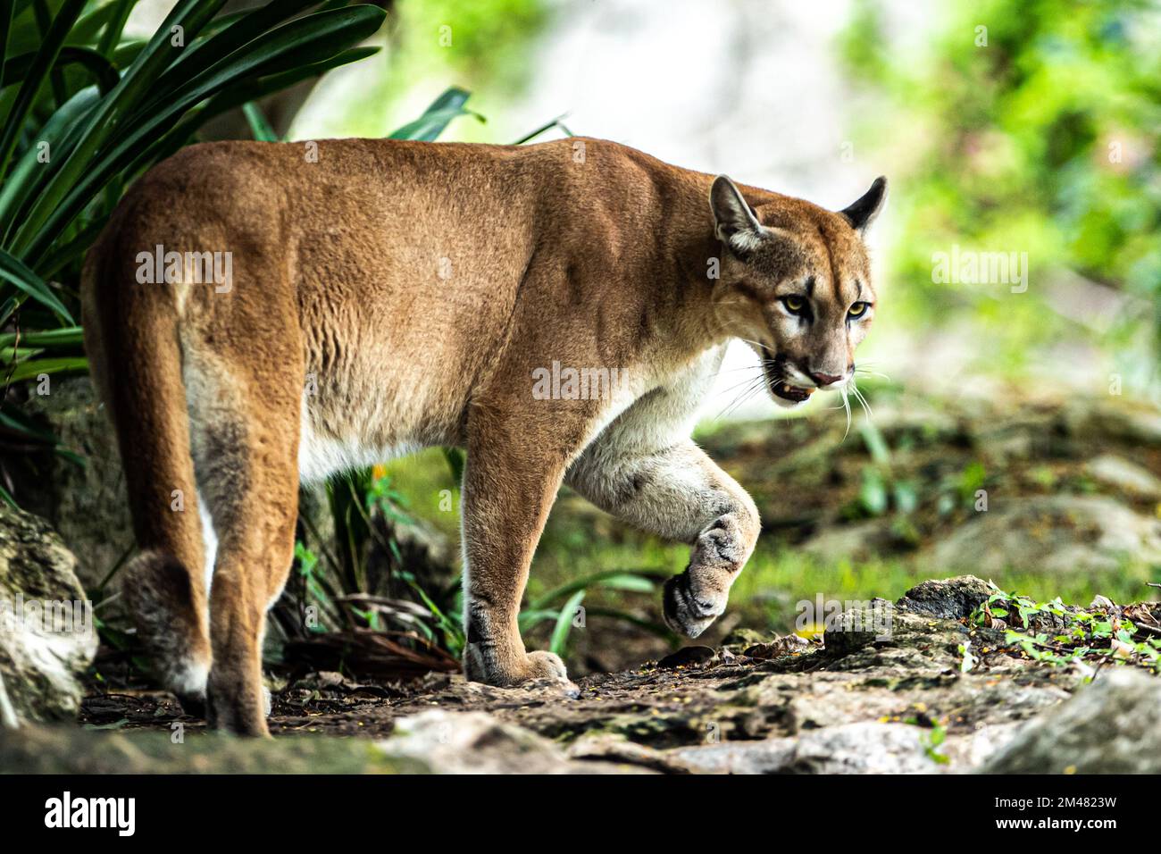 A Puma seen resting in their habitat inside the Xcaret Park Zoo Stock ...