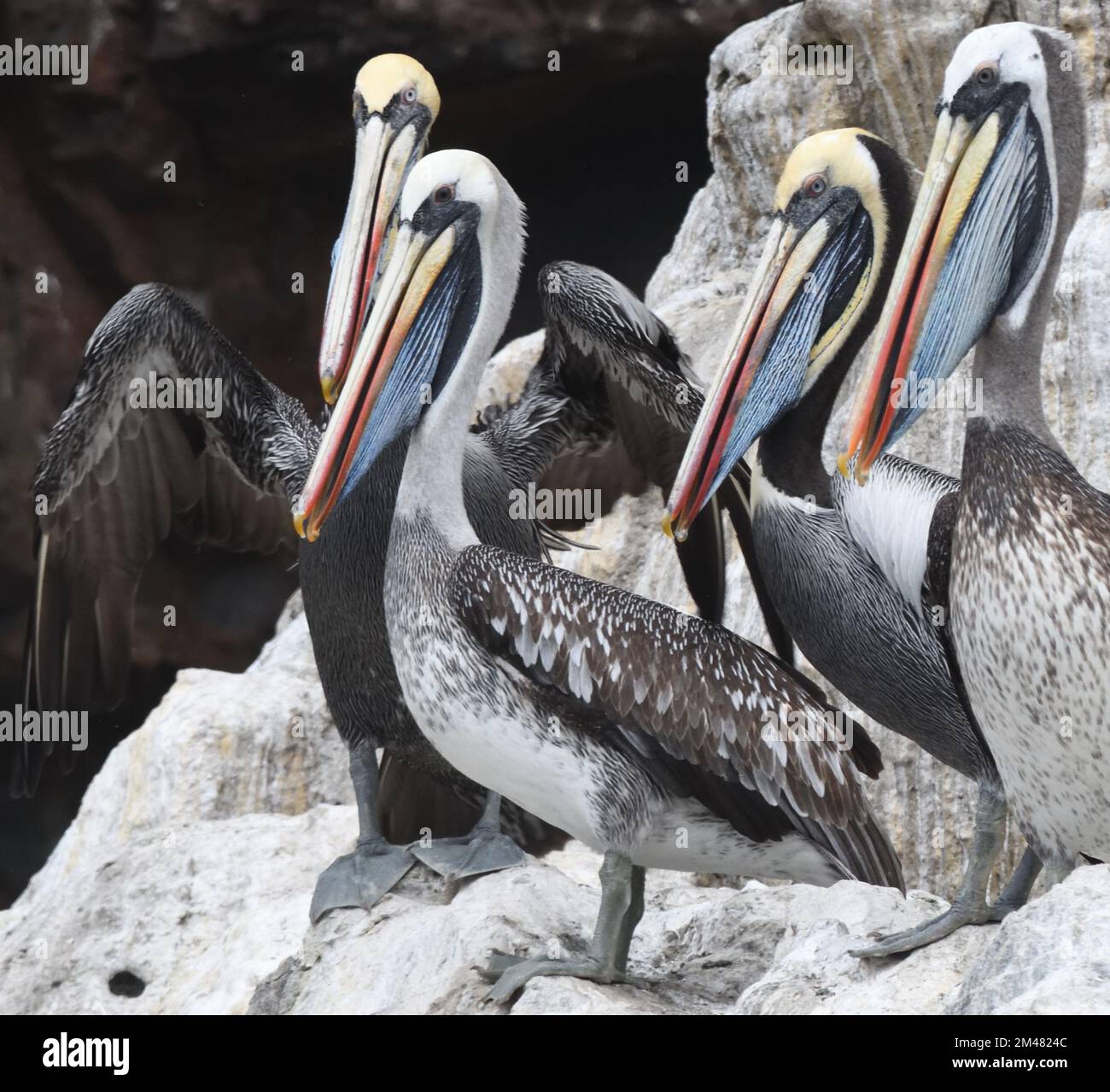 Peruvian pelicans (Pelecanus thagus) on the guano covered rocks of La ...