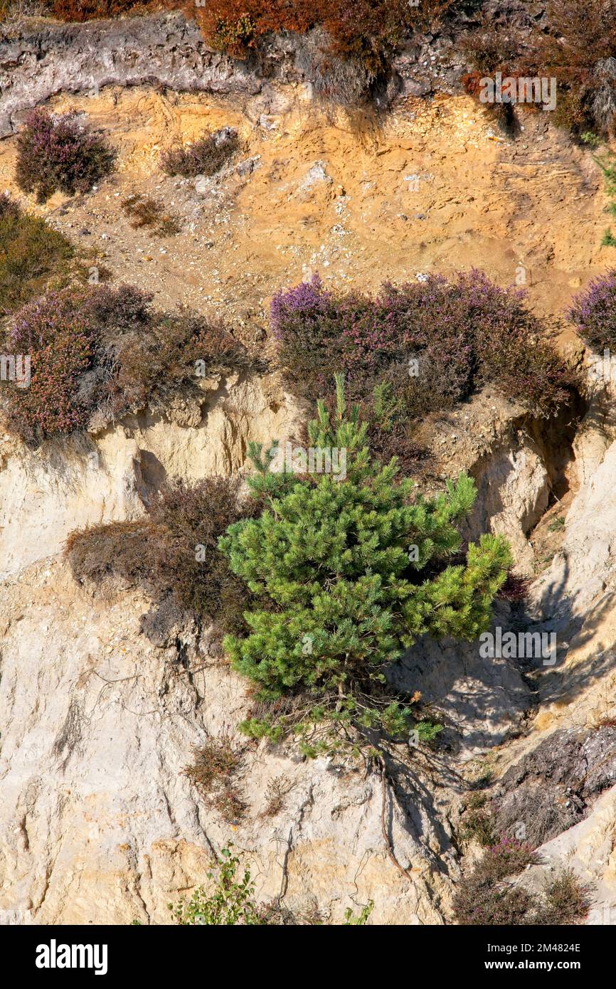 Shrubs clinging onto an eroding cliff Stock Photo - Alamy