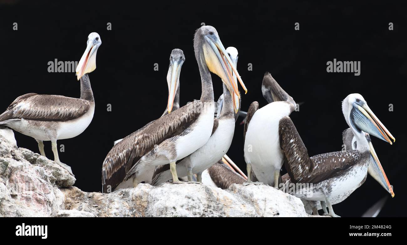 Peruvian pelicans (Pelecanus thagus) on the guano covered rocks of La ...