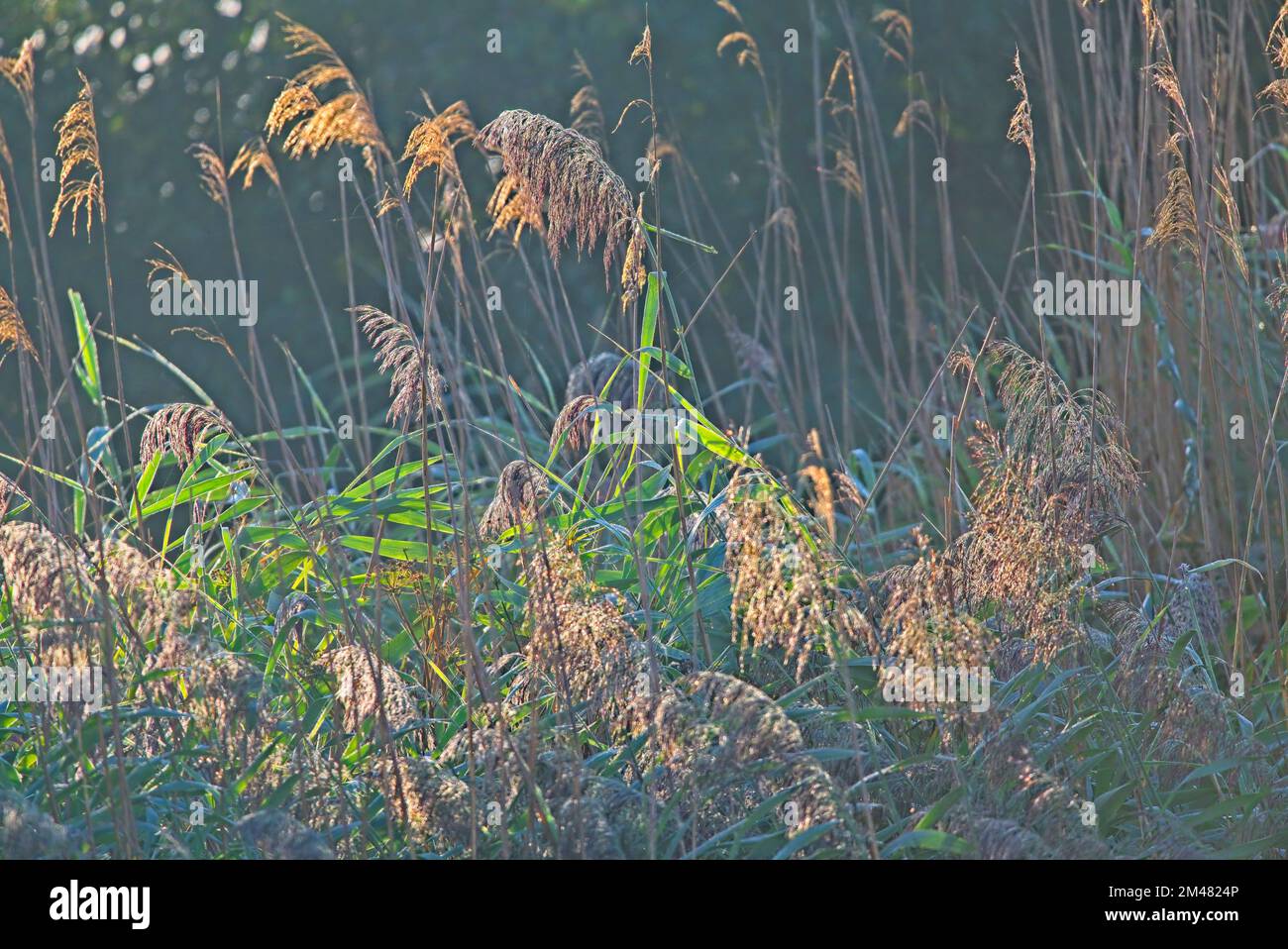 Fertile grasses hi-res stock photography and images - Alamy
