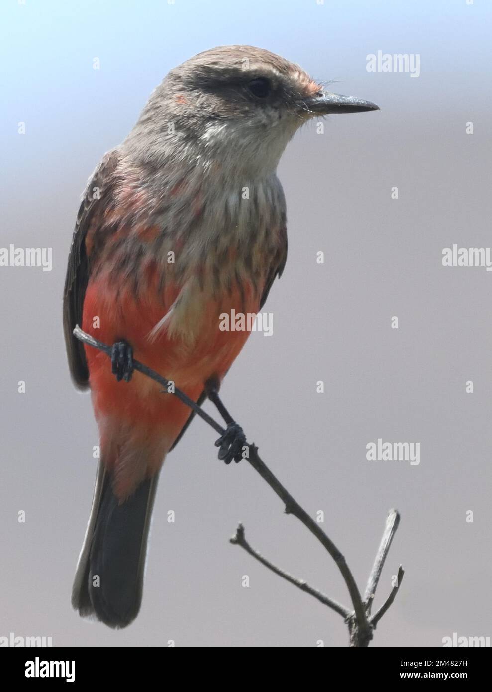 A female vermilion flycatcher (Pyrocephalus obscurus) sits on a twig ...