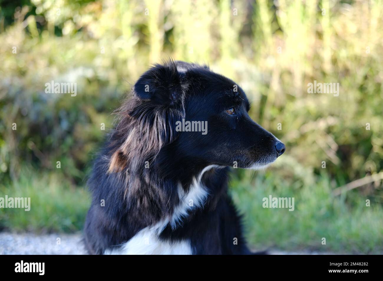 Dogs in the countryside and nature Stock Photo - Alamy