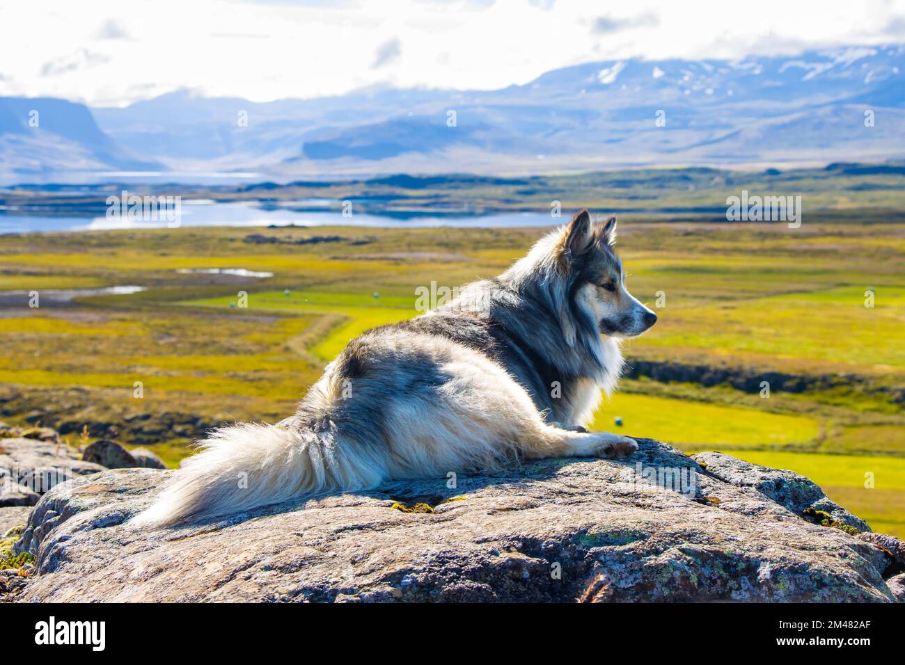 Husky Dog looking towards beautiful green landscape and valley in ... Husky Dog looking towards beautiful green landscape and valley in ...