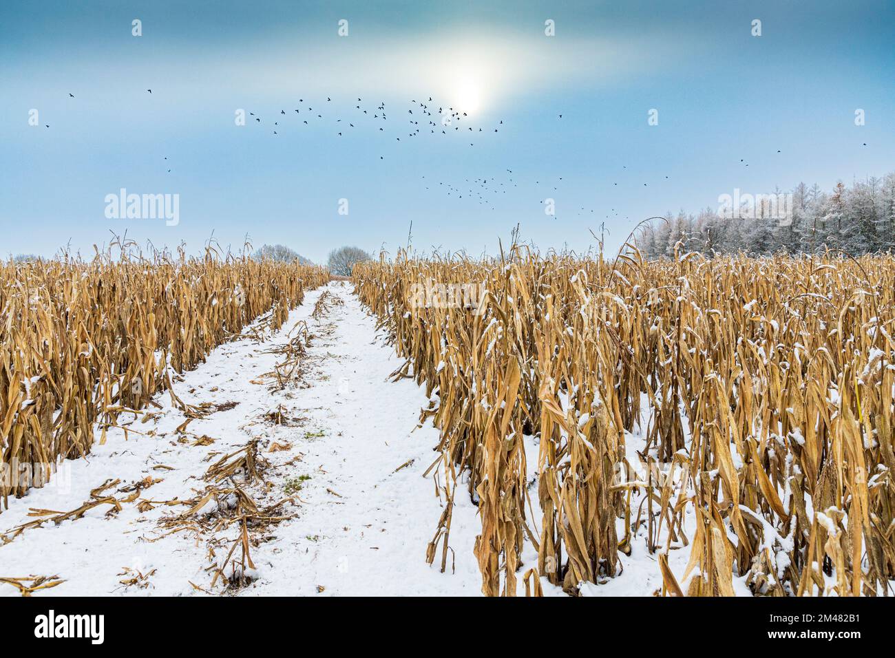 Birds flying over early winter snow on a field of late maize near the ...