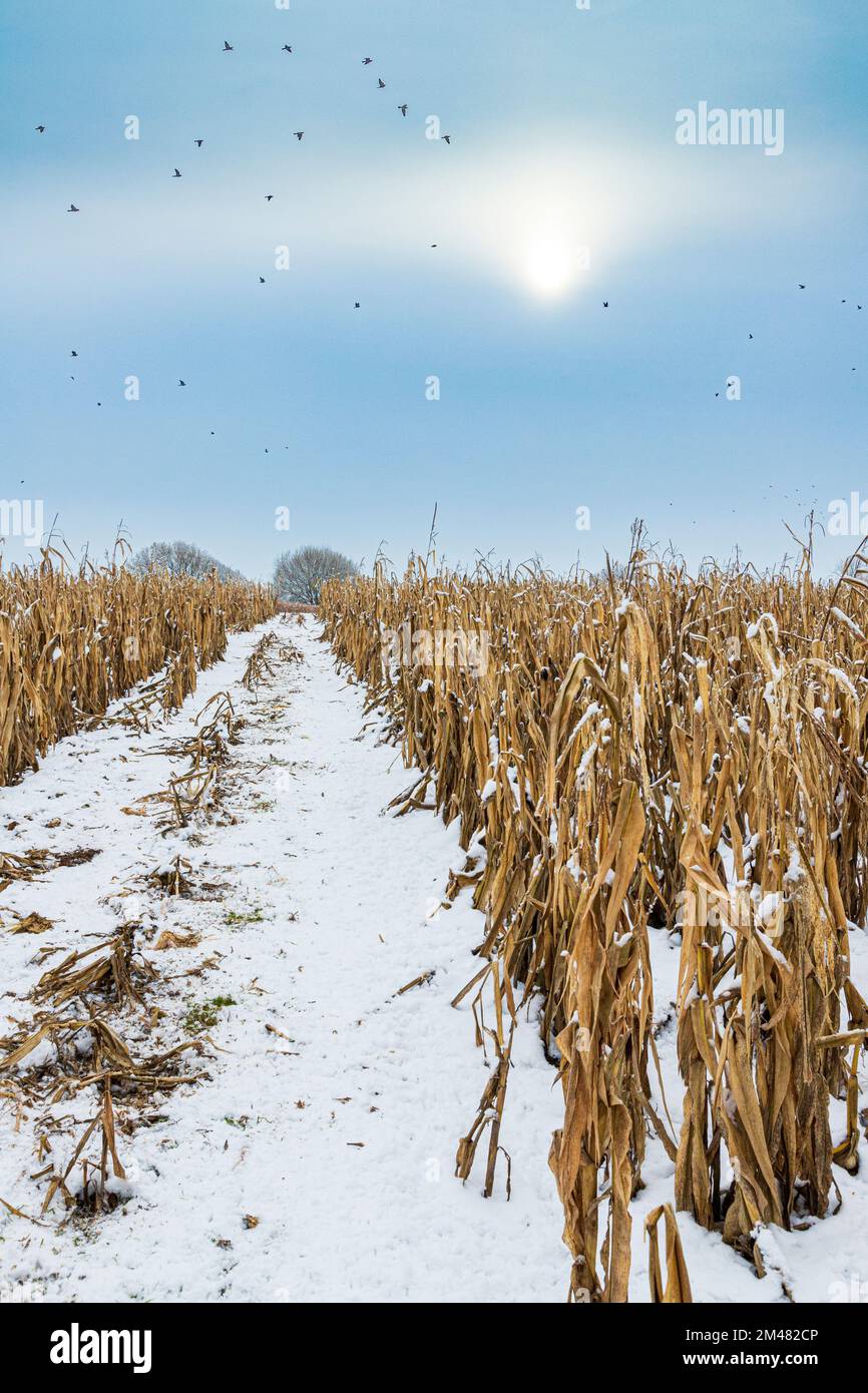 Birds flying over early winter snow on a field of late maize near the ...