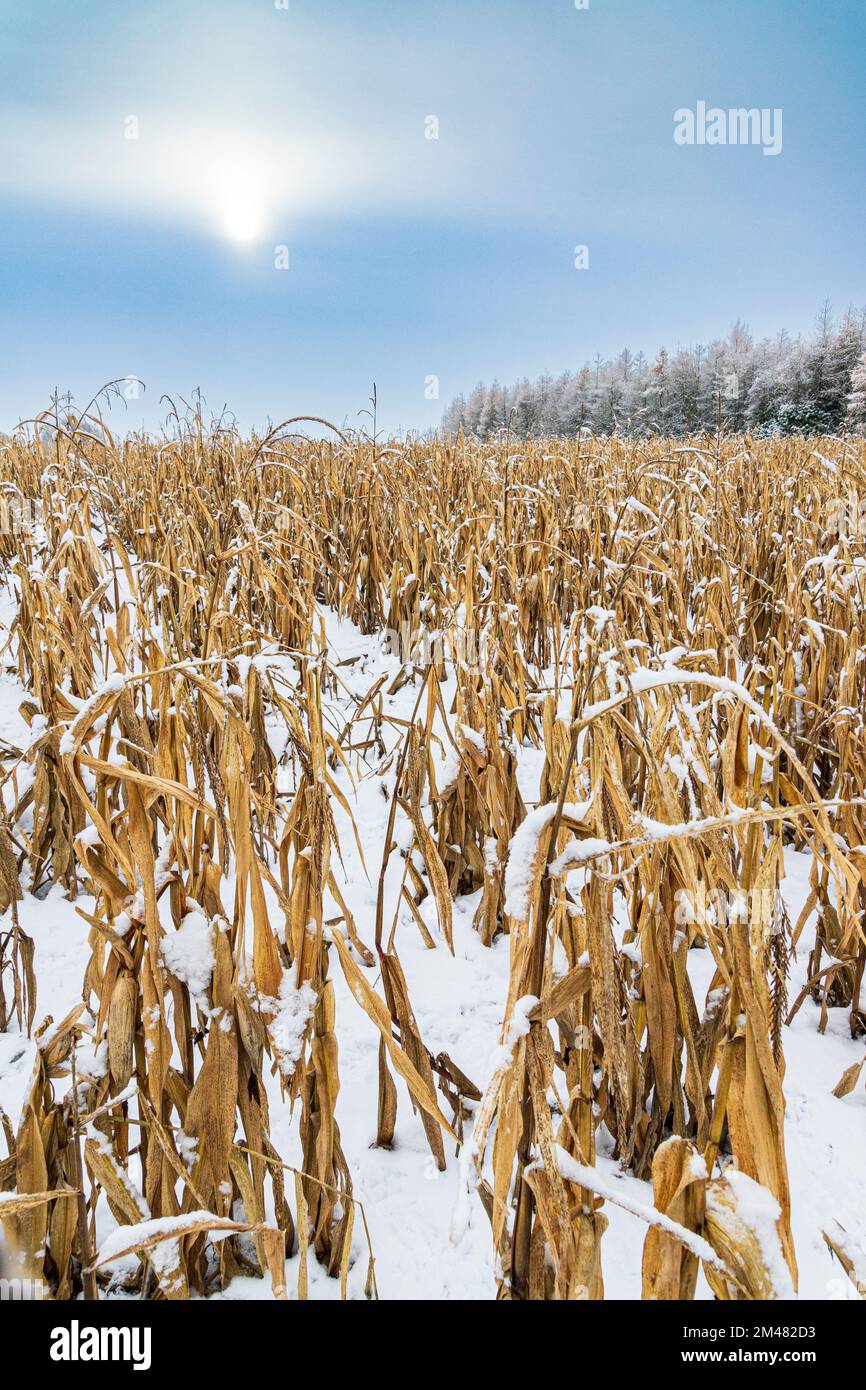 Early winter snow on a field of late maize near the Cotswold village of ...