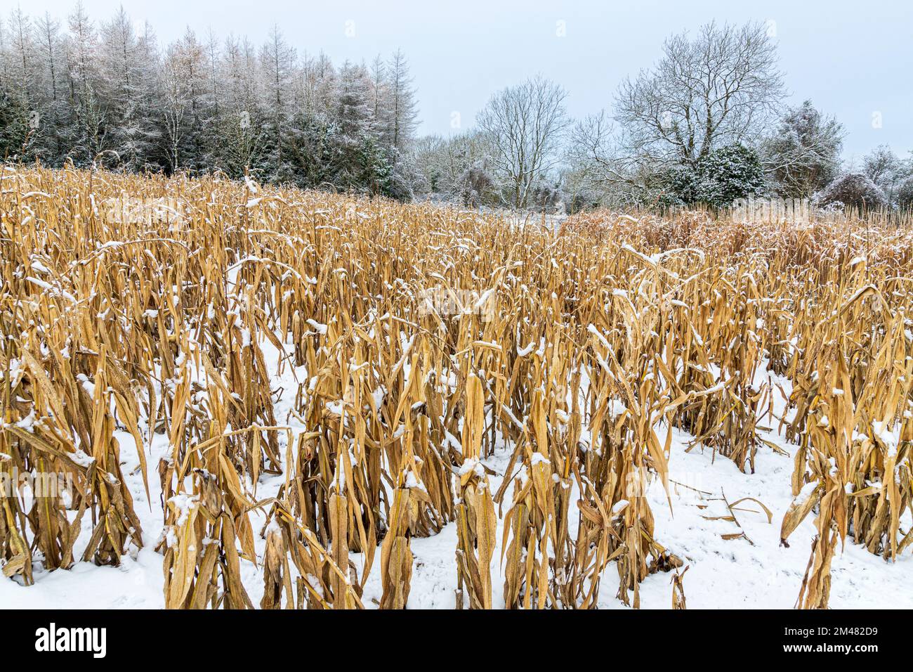 Early winter snow on a field of late maize near the Cotswold village of ...