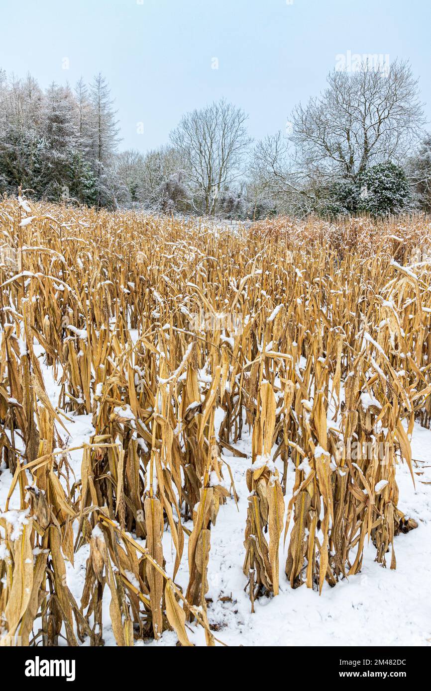 Early winter snow on a field of late maize near the Cotswold village of ...