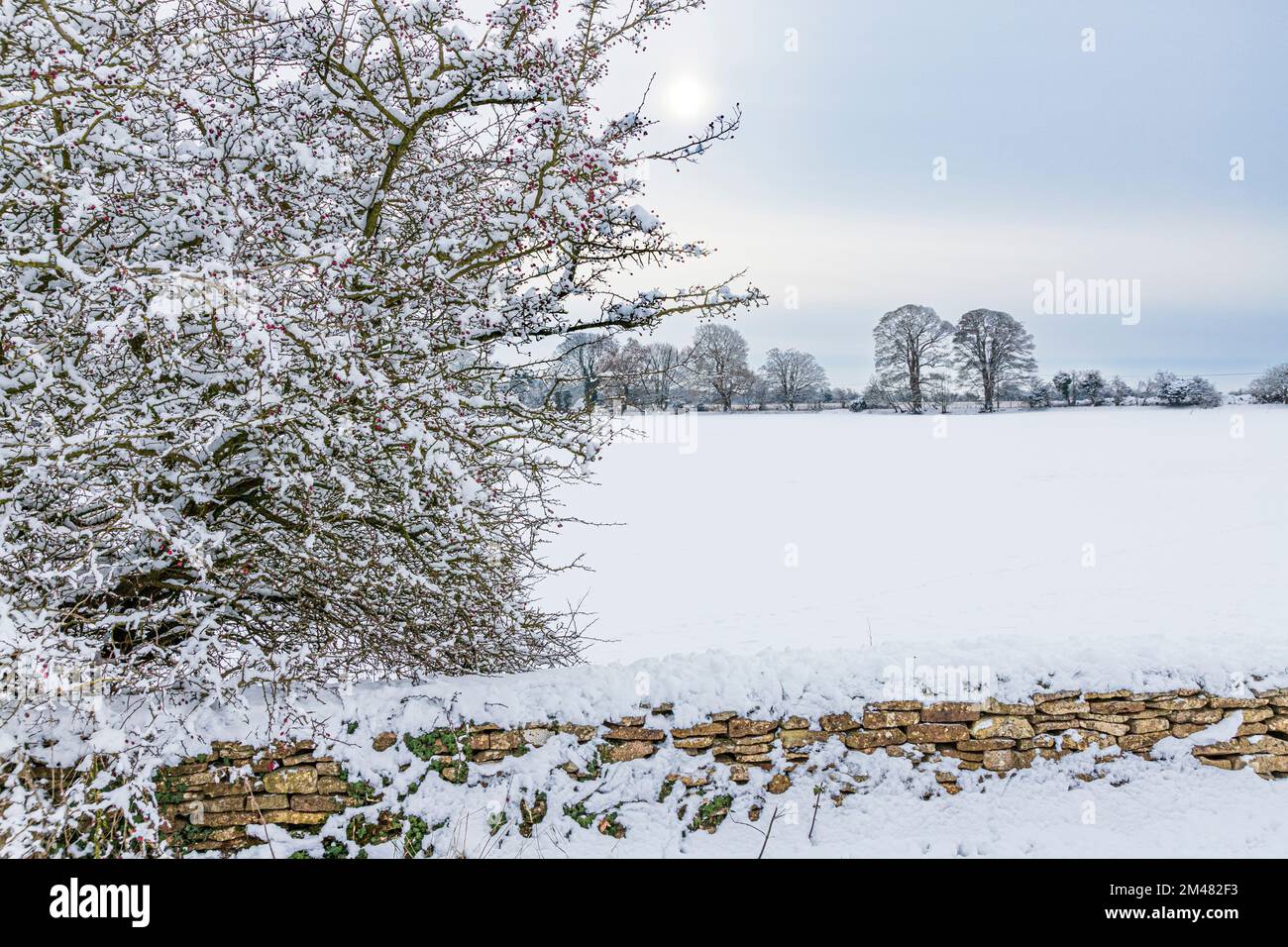 Early winter snow on a hawtorn tree and dry stone wall near the ...