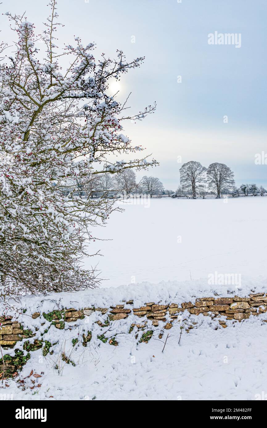 Early winter snow on a hawtorn tree and dry stone wall near the ...