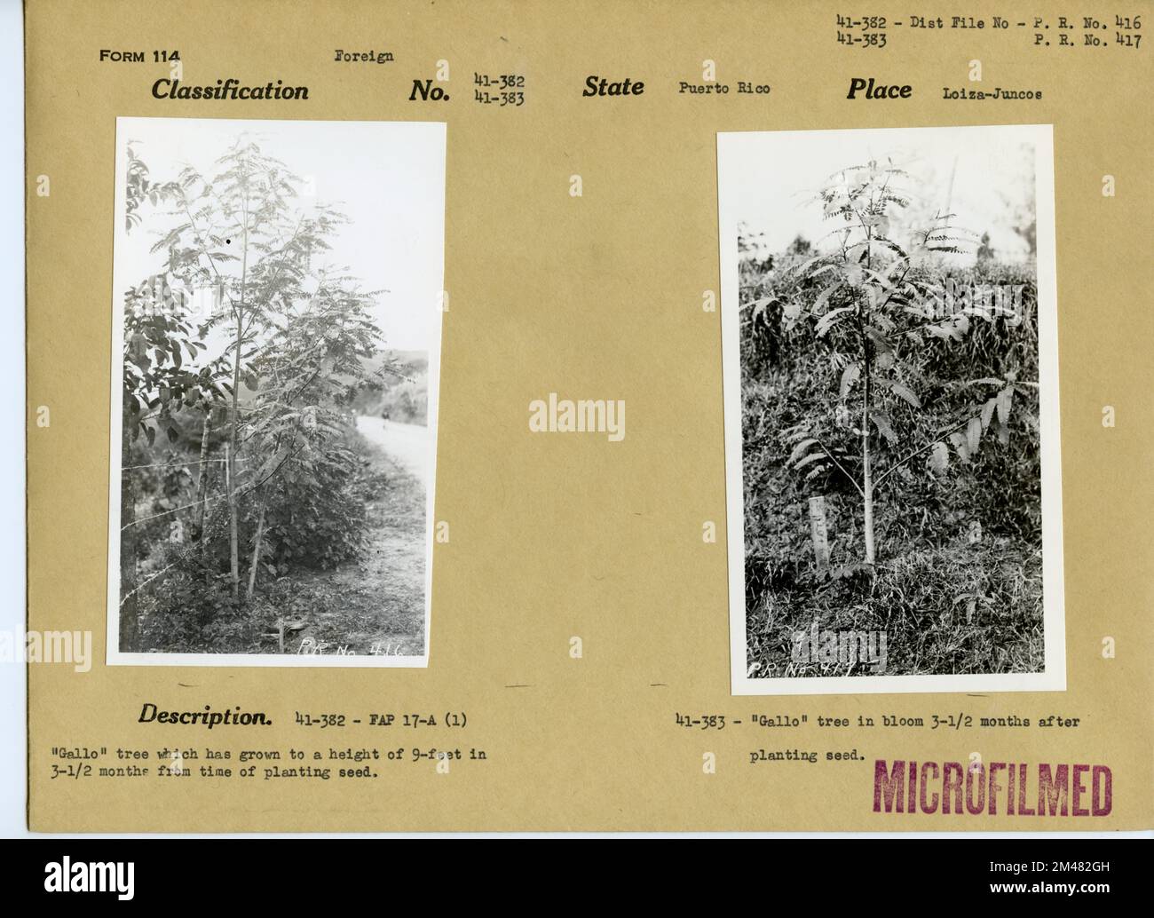 "Gallo" tree. FAP 17-A(1). Original caption: 41-382 - FAP 17-A(1 ...