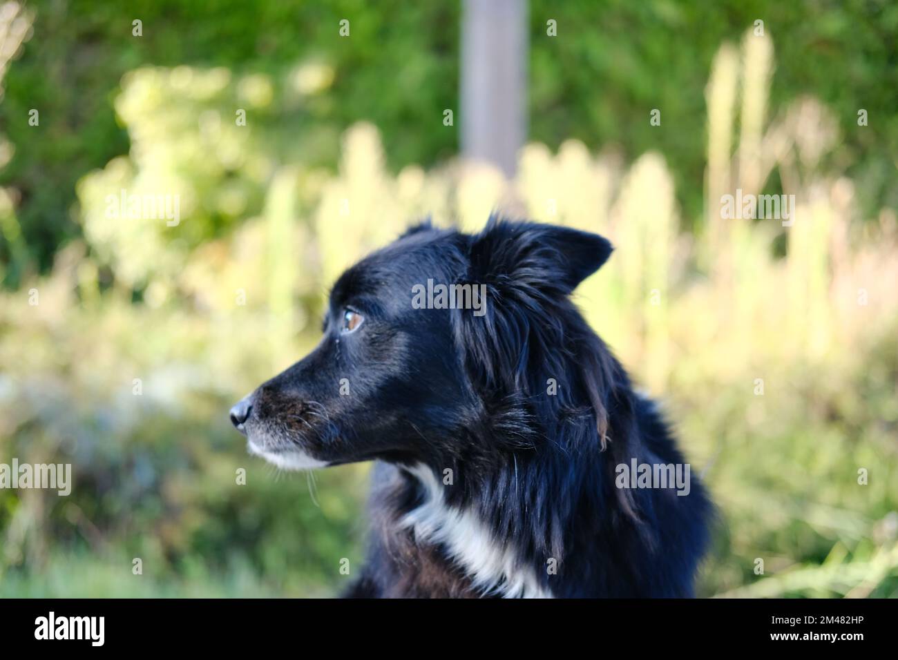 Dogs in the countryside and nature Stock Photo - Alamy