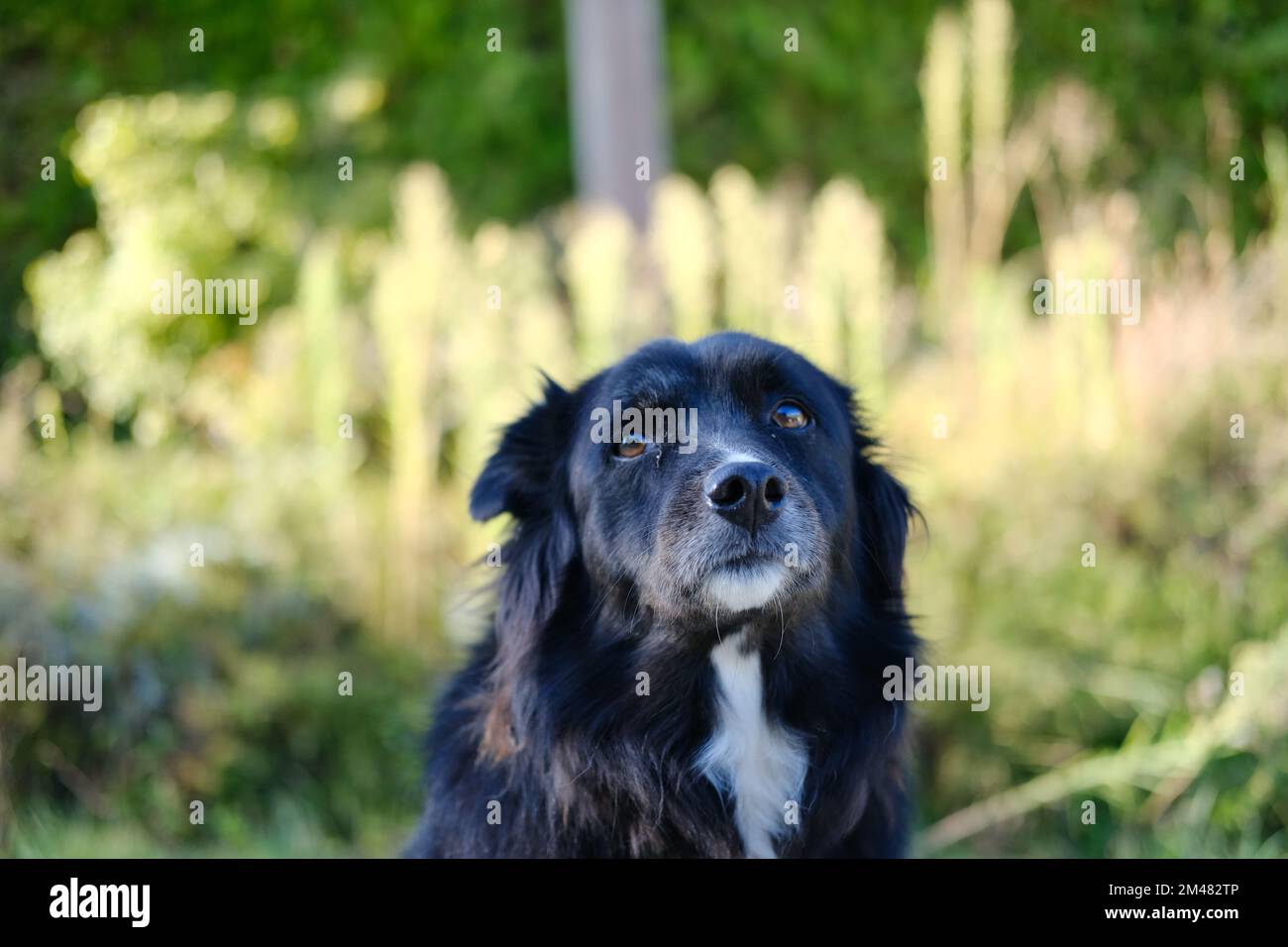 Dogs in the countryside and nature Stock Photo - Alamy