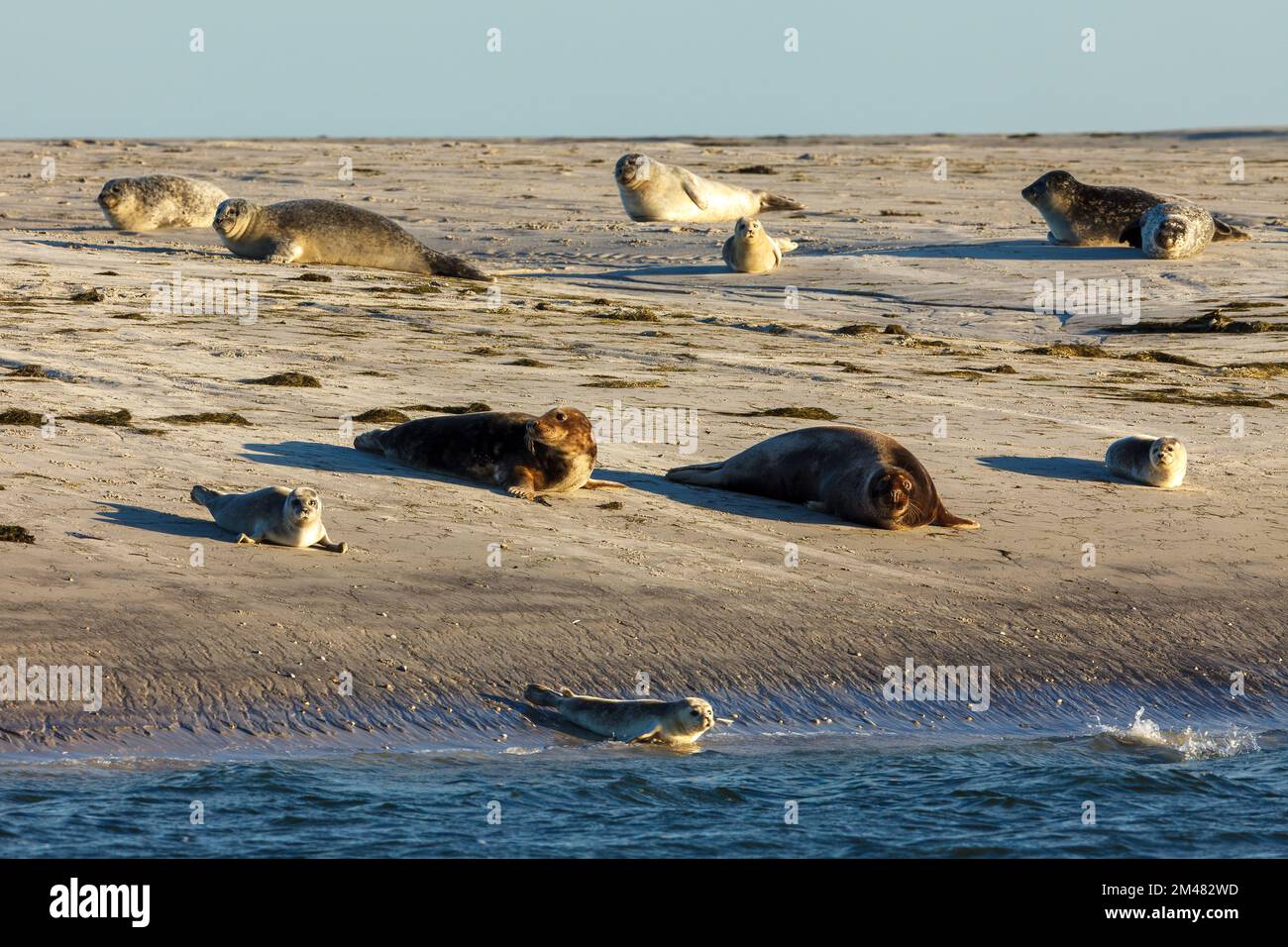 Seals resting on a beach at pellworm in schleswig holstein Stock Photo ...