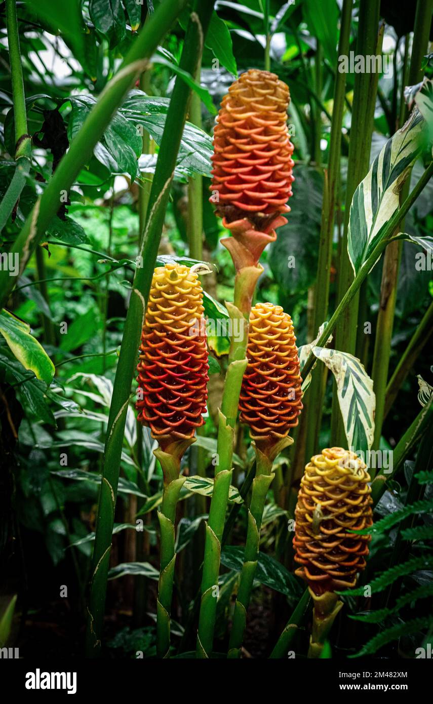 Ornamental beehive ginger plant hi-res stock photography and images - Alamy