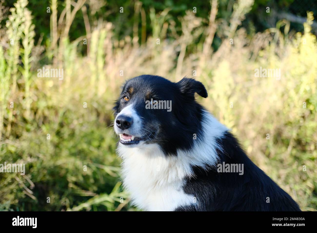 Dogs in the countryside and nature Stock Photo - Alamy