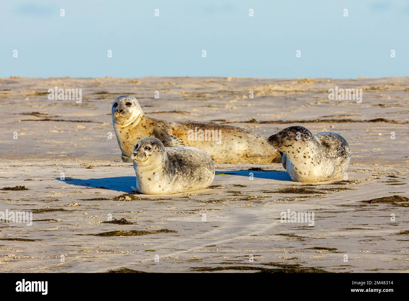Seals resting on a beach at pellworm in schleswig holstein Stock Photo ...